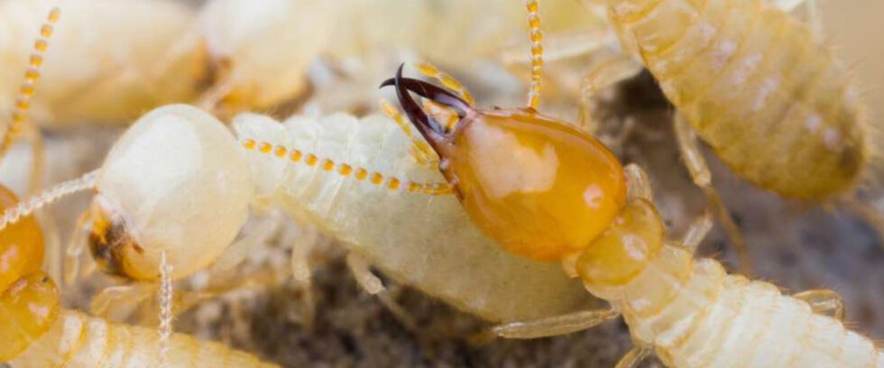 Termite Control Gold Coast | Termite Prevention In Gold Coast