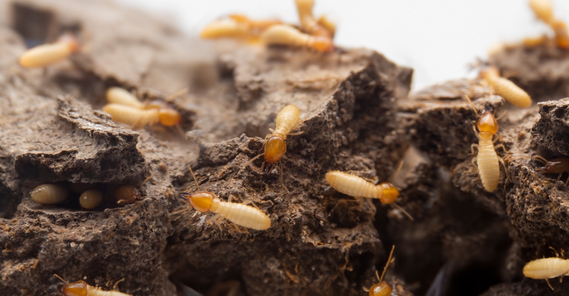 What Do White Ants Look Like