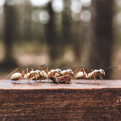What Do White Ants Look Like
